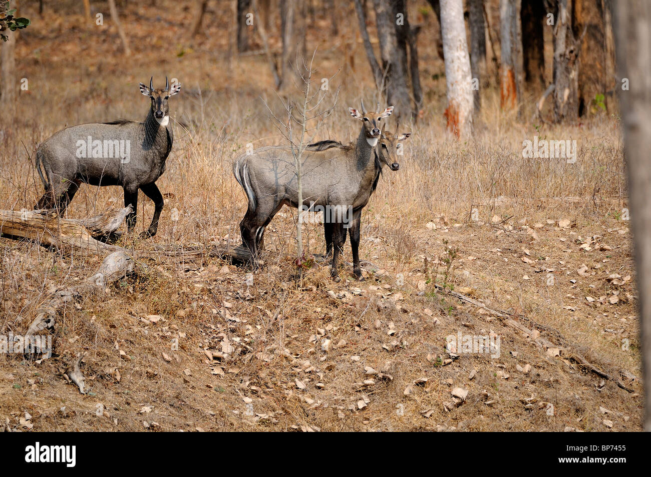 Neelgai antelope Boselaphus tragocamelus Stock Photo - Alamy