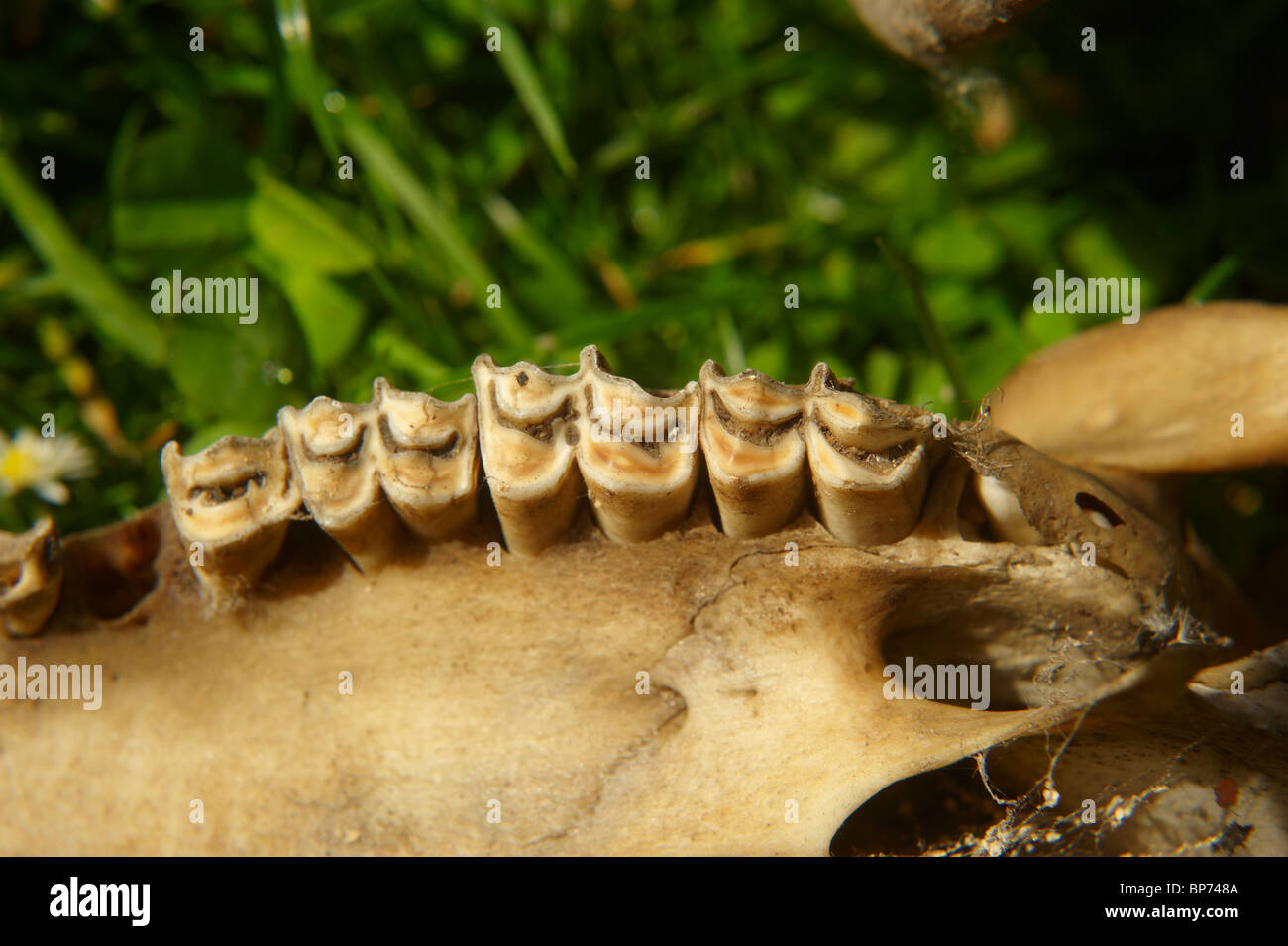 Skull of a Sheep Stock Photo - Alamy