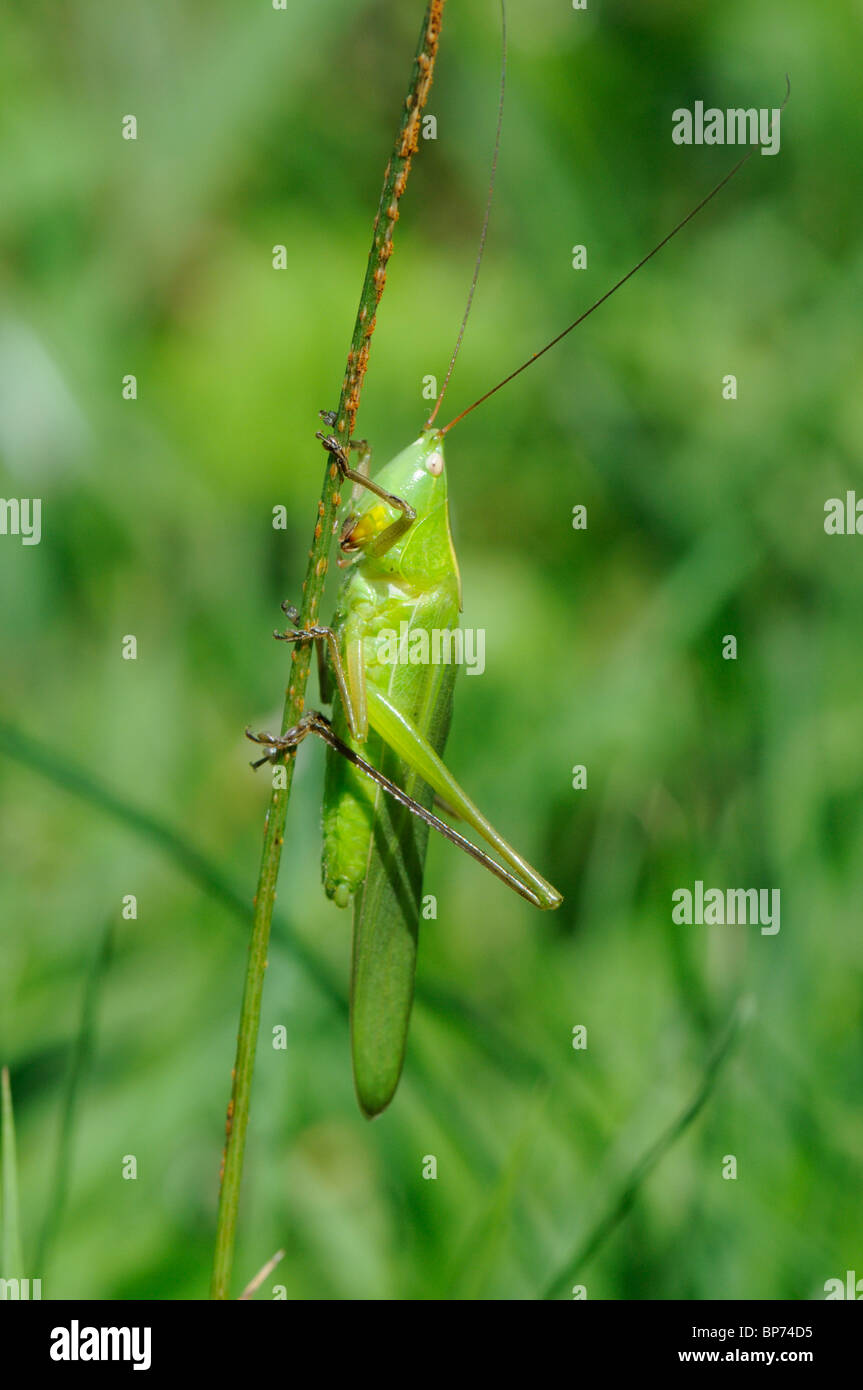 Ruspolia nitidula. Large Conehead Bush Cricket (male) Croatia, early ...