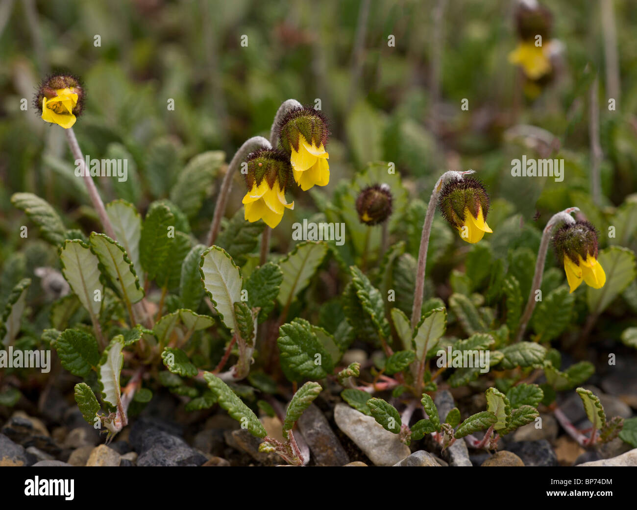 Yellow Mountain-Avens, Dryas drummondii in flower, Rockies, Canada ...