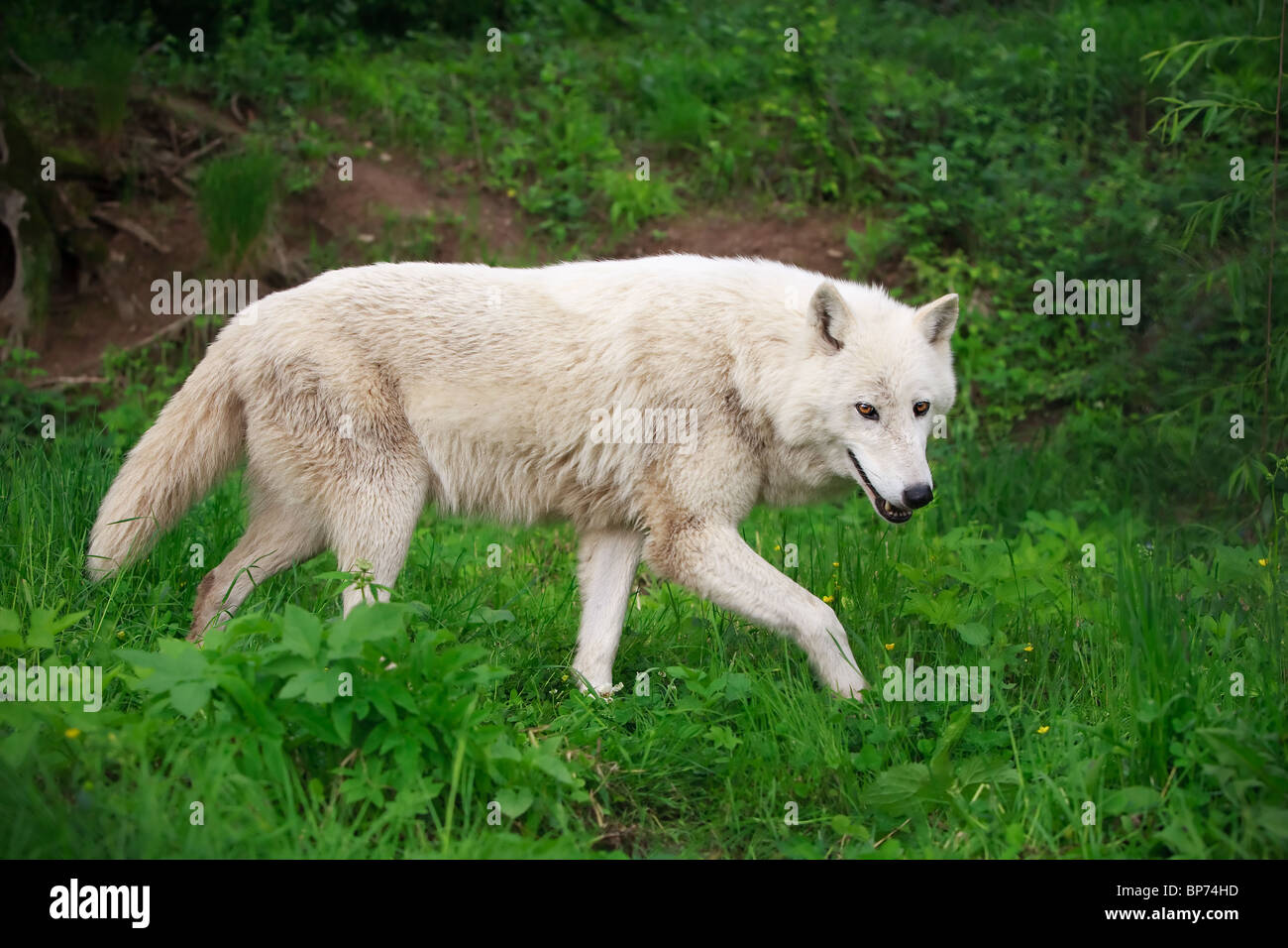 Large Adult White Wolf Chasing His Prey In The Wood Stock Photo - Alamy