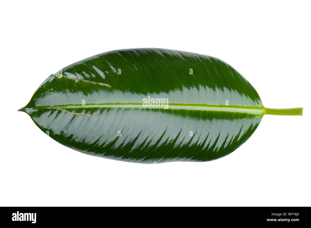 object on white - leaf isolated close up Stock Photo - Alamy