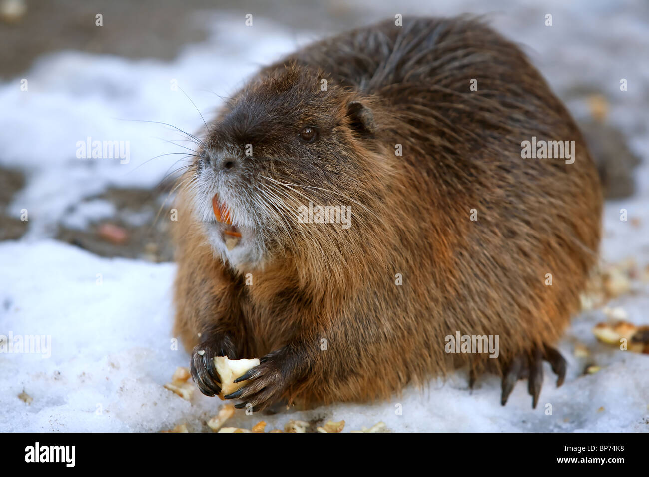 Mature beaver hi-res stock photography and images - Alamy