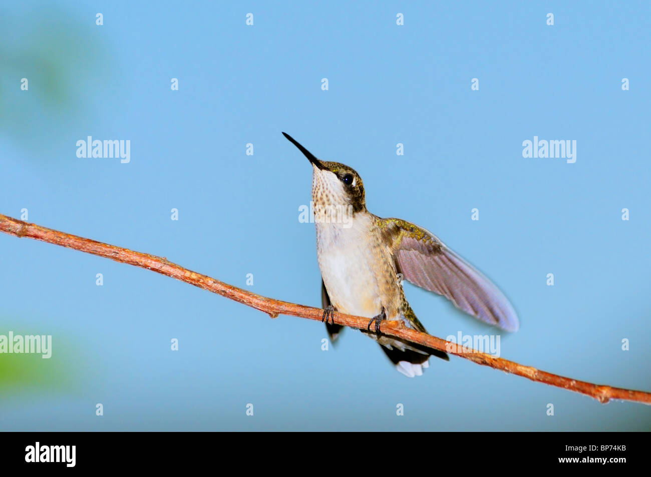 Juvenile male ruby throated hummingbird hi-res stock photography and ...