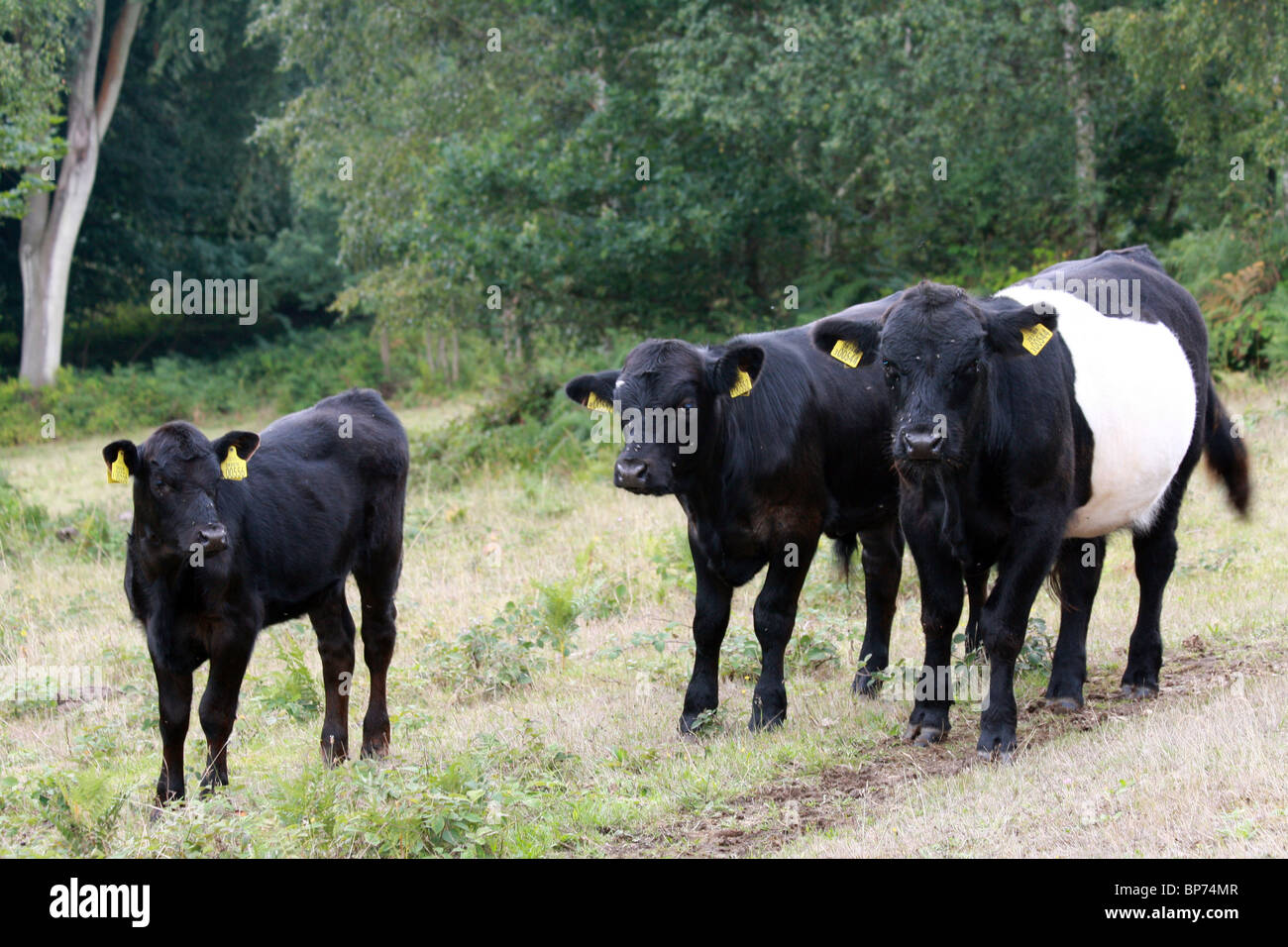 Three Friesian calves in Streatley Stock Photo - Alamy