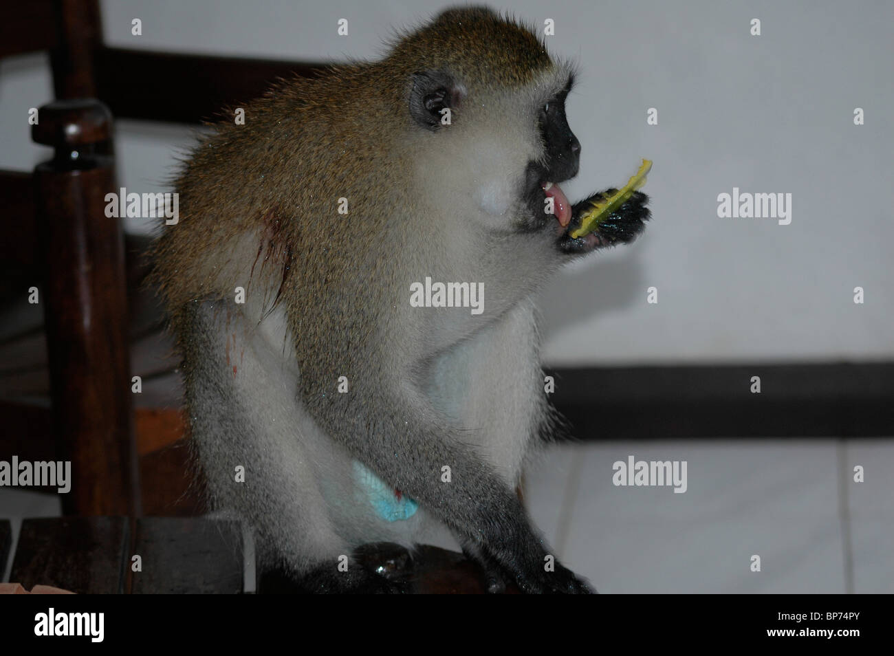 Male vervet monkey hi-res stock photography and images - Alamy