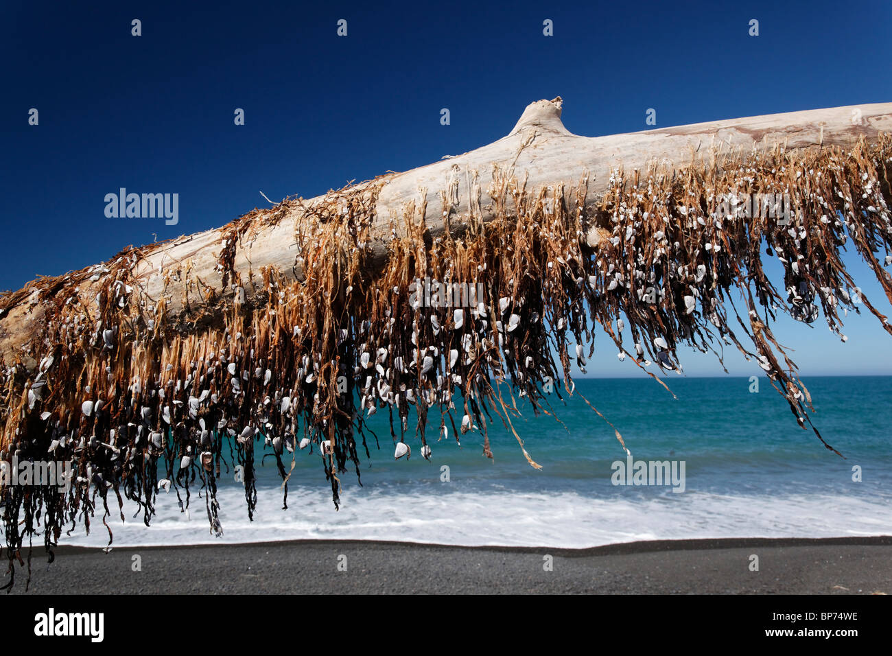 Dead sea shells hanging onto dead seaweed on a large piece of driftwood ...