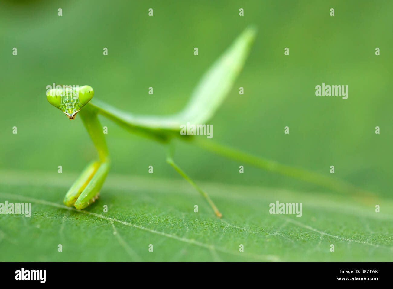 praying mantis larva on leaf, selective focus on head, Indonesia Stock ...