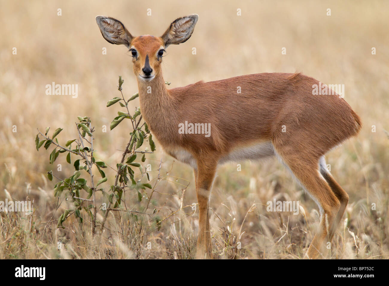 Steenbuck