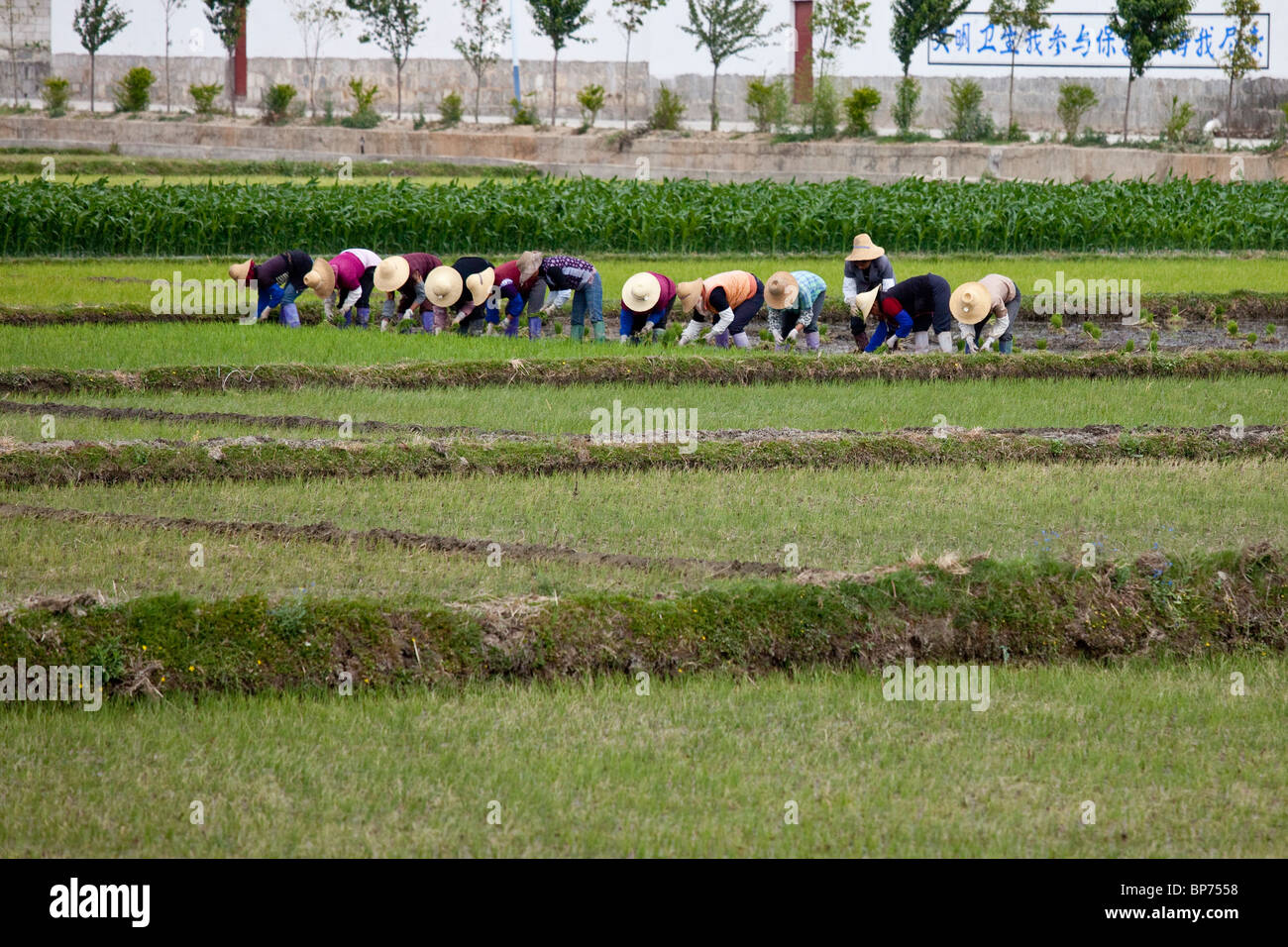 Women planting rice fields in Dali, Yunnan Province, China Stock Photo ...
