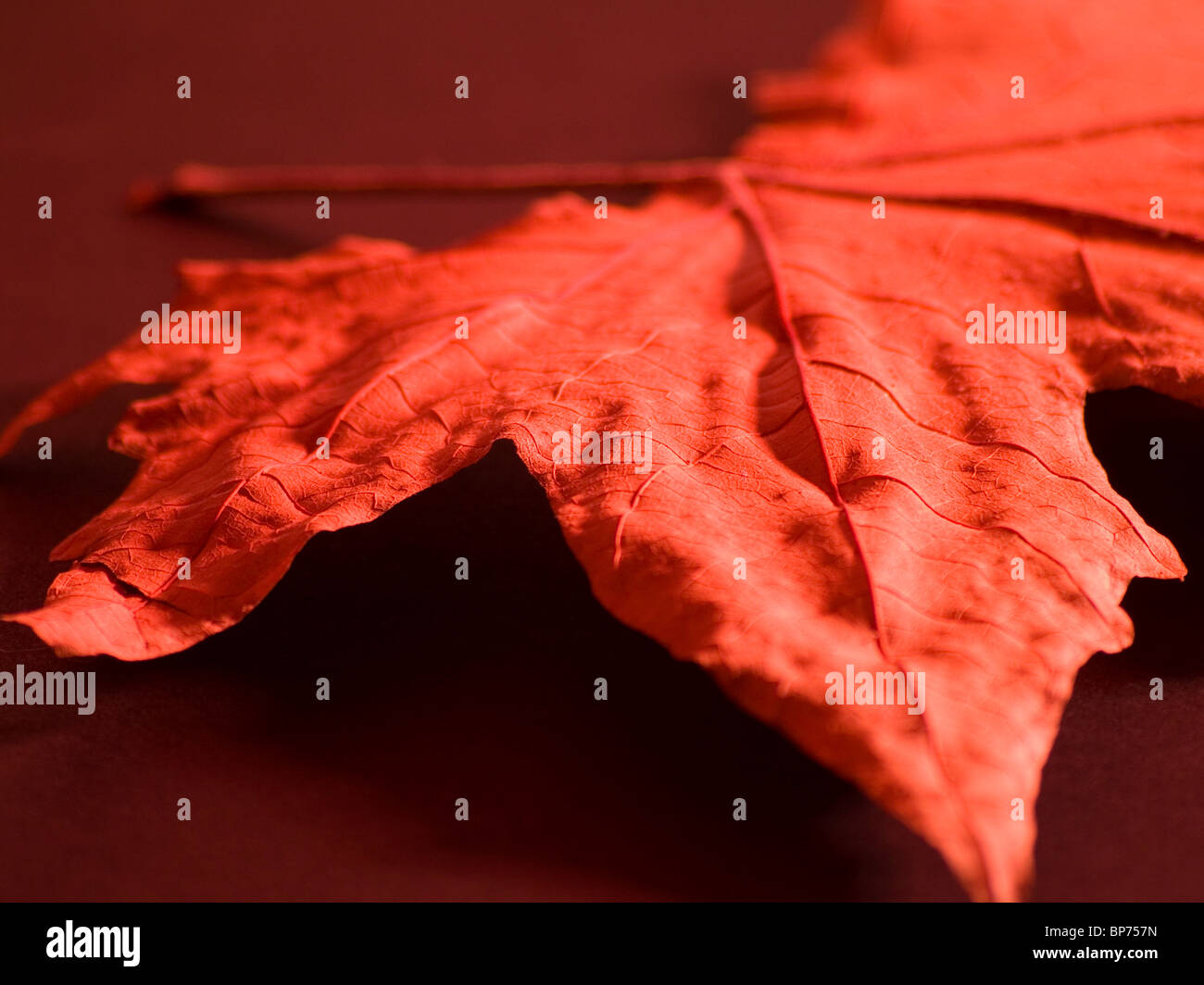 Red autumn leaf detail veins hi-res stock photography and images - Alamy