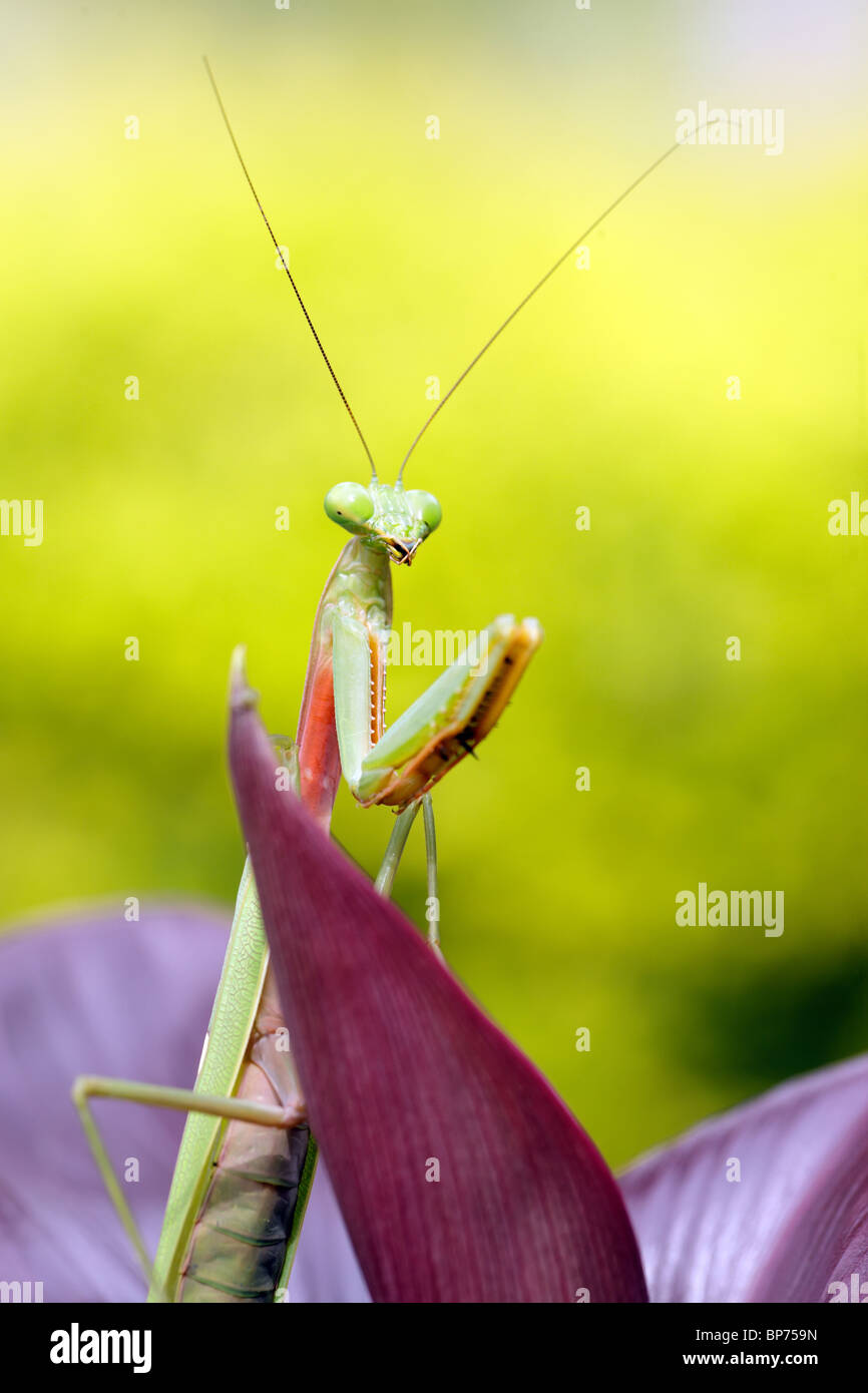 Entomology indonesia hi-res stock photography and images - Alamy