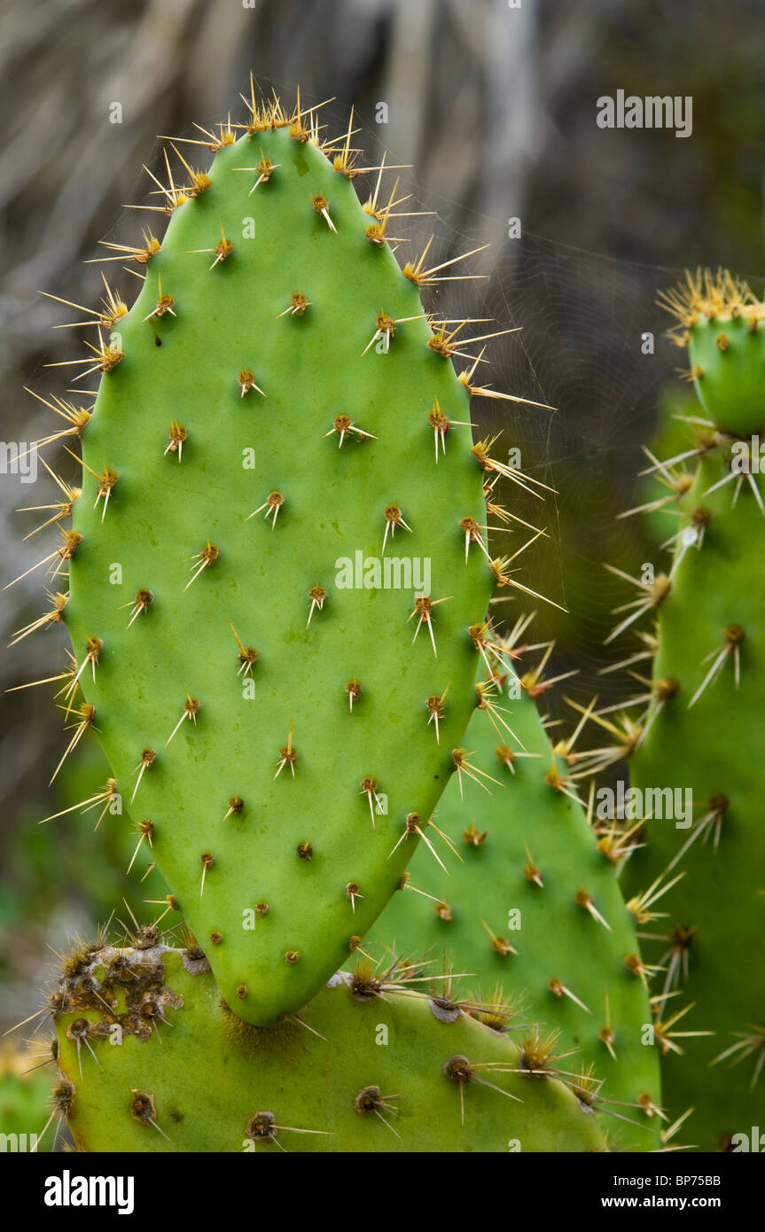 Catcus hi-res stock photography and images - Alamy