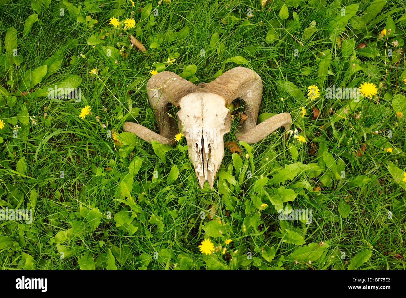 Skull of a Sheep Stock Photo - Alamy