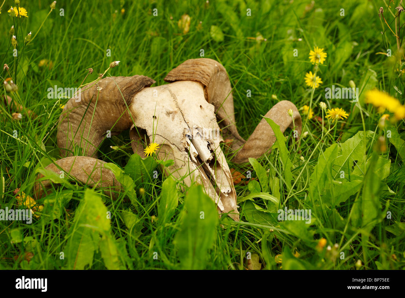 Skull of a Sheep Stock Photo - Alamy