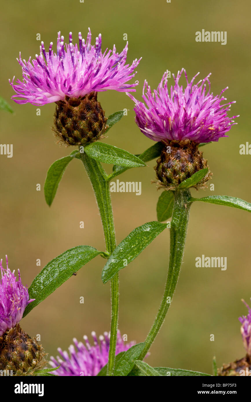 Common Knapweed or Hardheads, Centaurea nigra, in grassland. Dorset ...