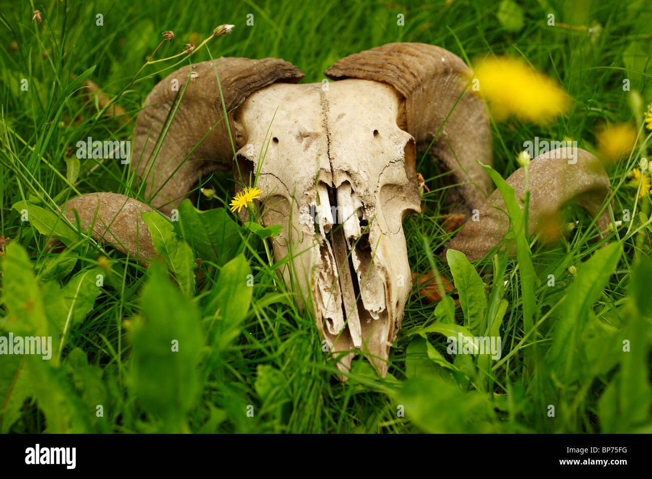 Skull of a Sheep Stock Photo - Alamy