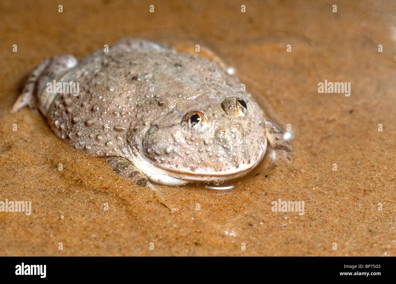 Lepidobatrachus llanensis hi-res stock photography and images - Alamy