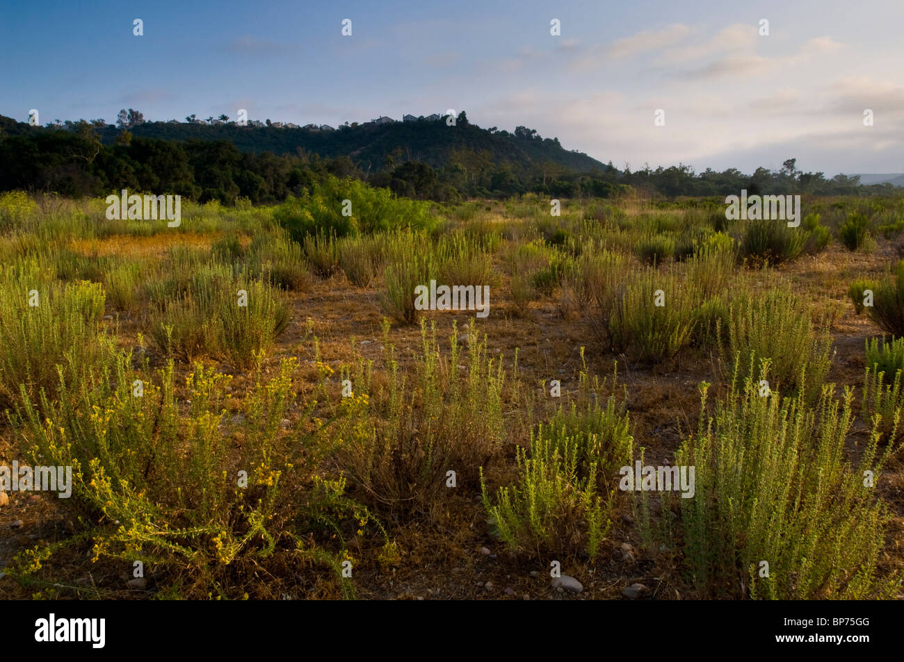 Unspoiled riparian environment hi-res stock photography and images - Alamy