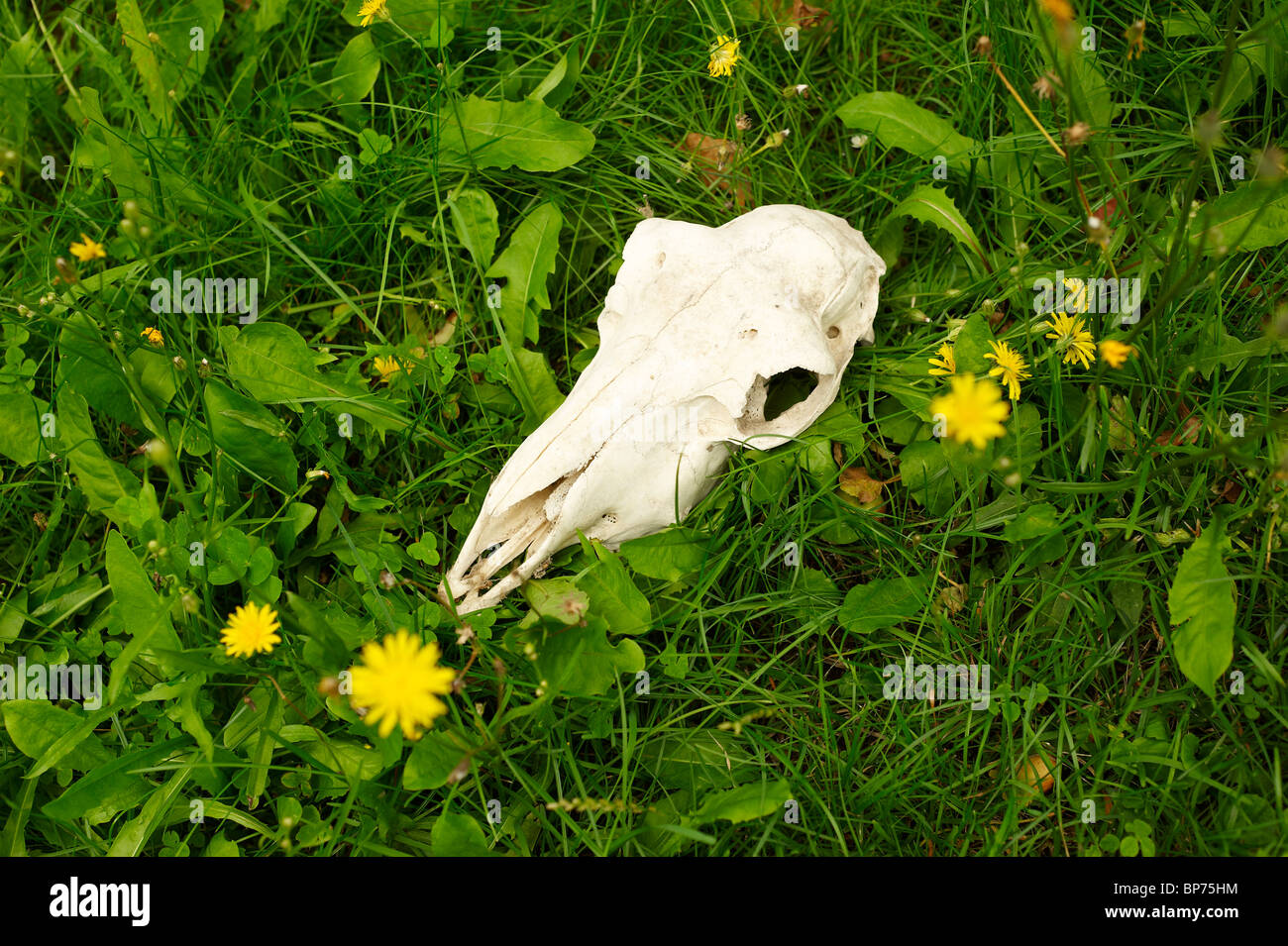 Skull of a Sheep Stock Photo - Alamy