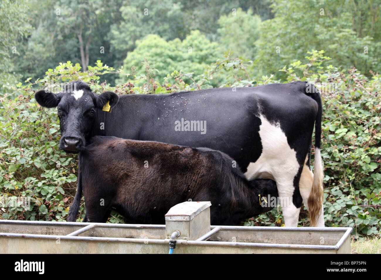 Friesian calf hi-res stock photography and images - Alamy