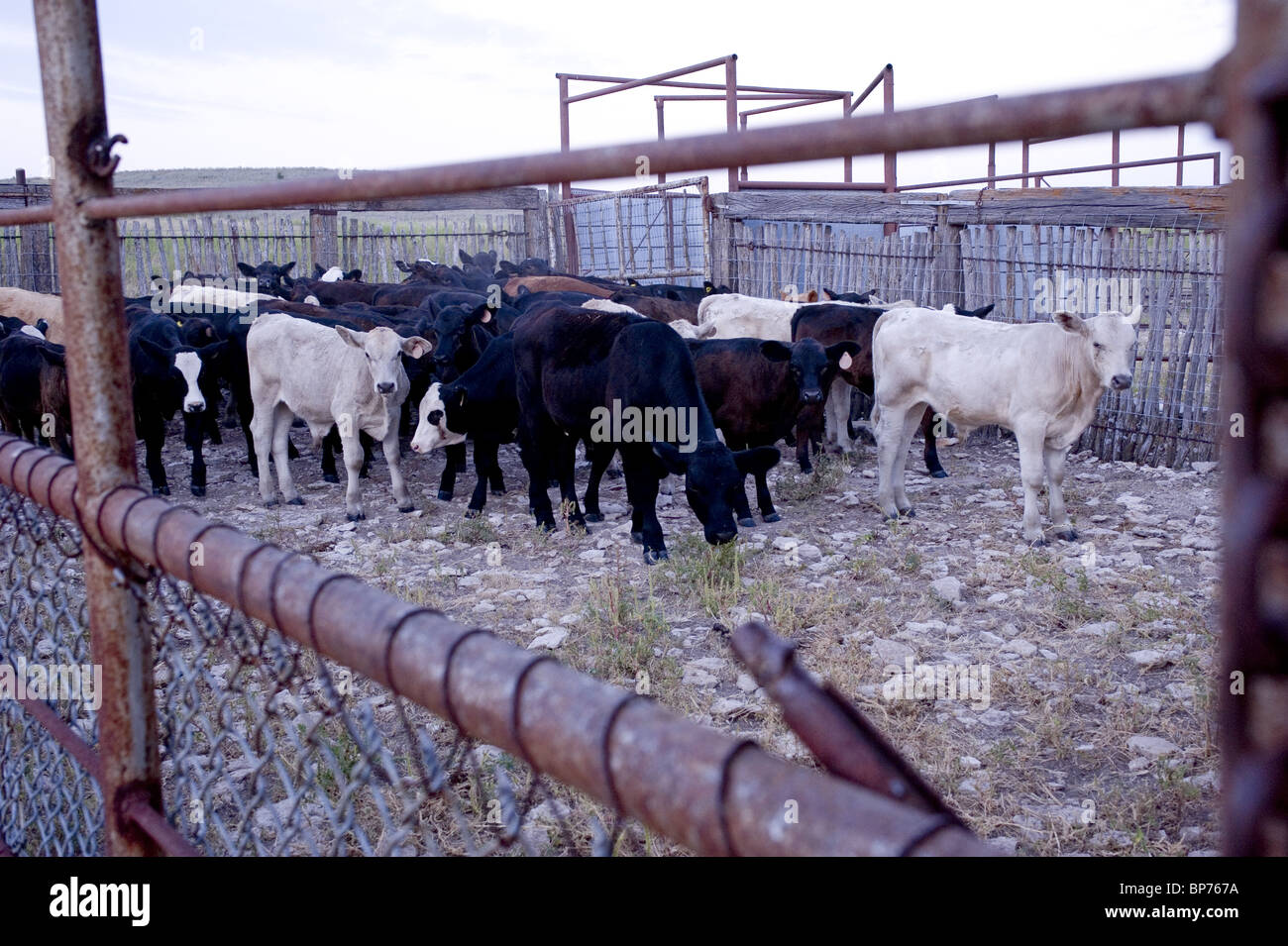 Round up cows hi-res stock photography and images - Alamy