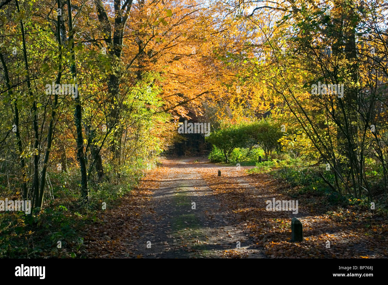 Pathway through a forest in Autumn Stock Photo - Alamy