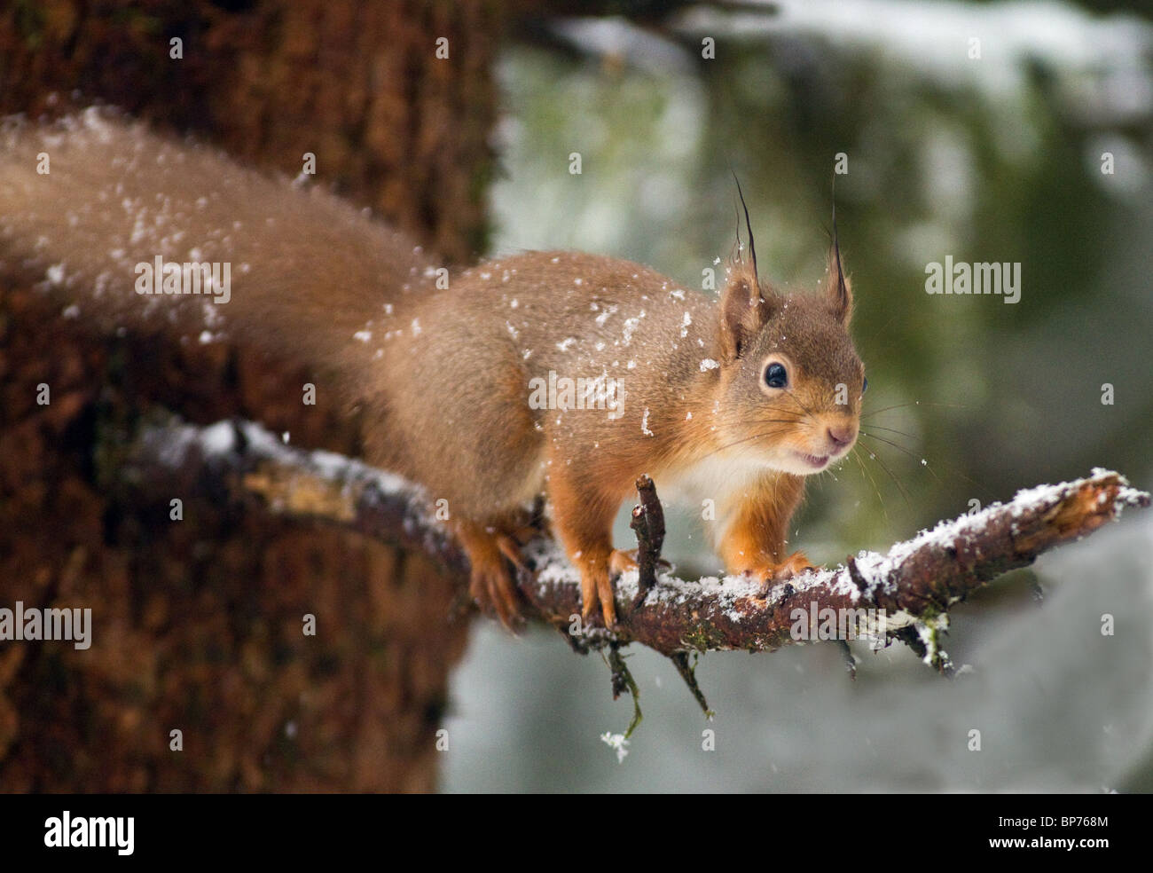 Red squirrel drey hi-res stock photography and images - Alamy