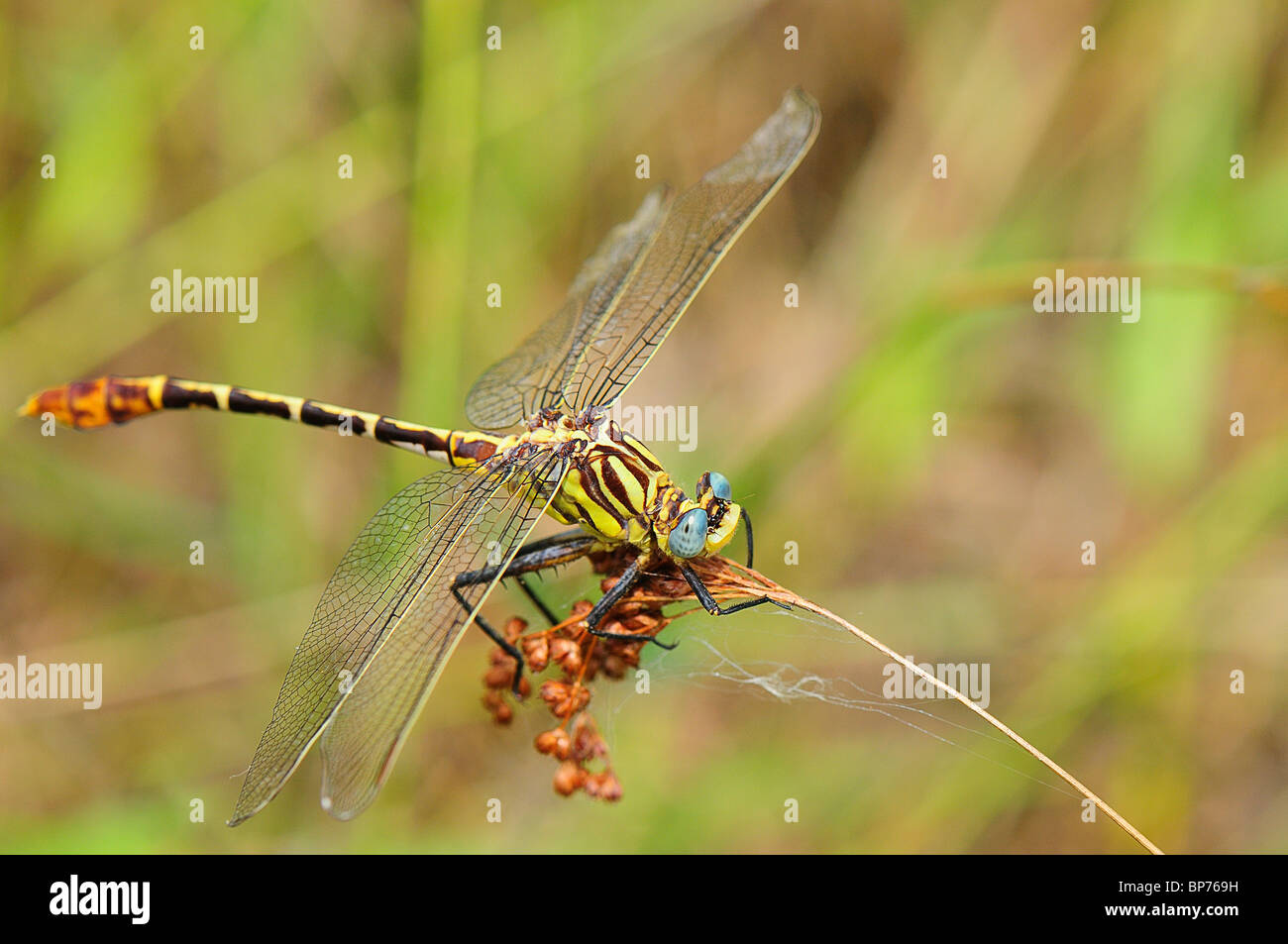 Clubtail hi-res stock photography and images - Alamy