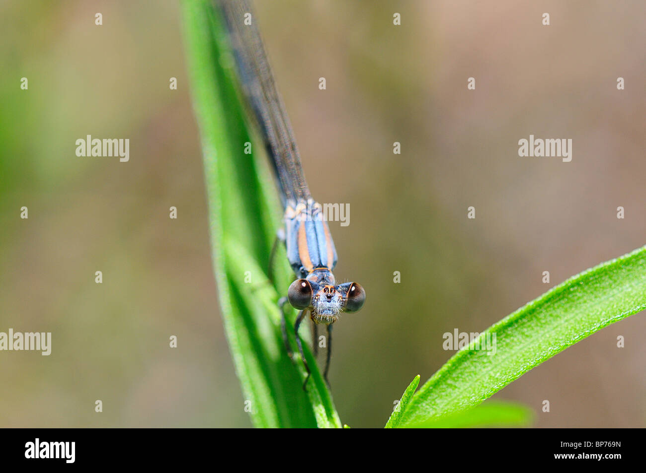 Damselflies zygoptera odonata insect arthropoda hi-res stock photography and images - Alamy