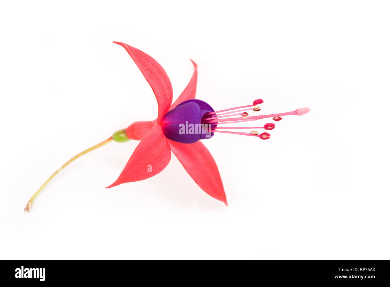 Fuschia hi-res stock photography and images - Alamy