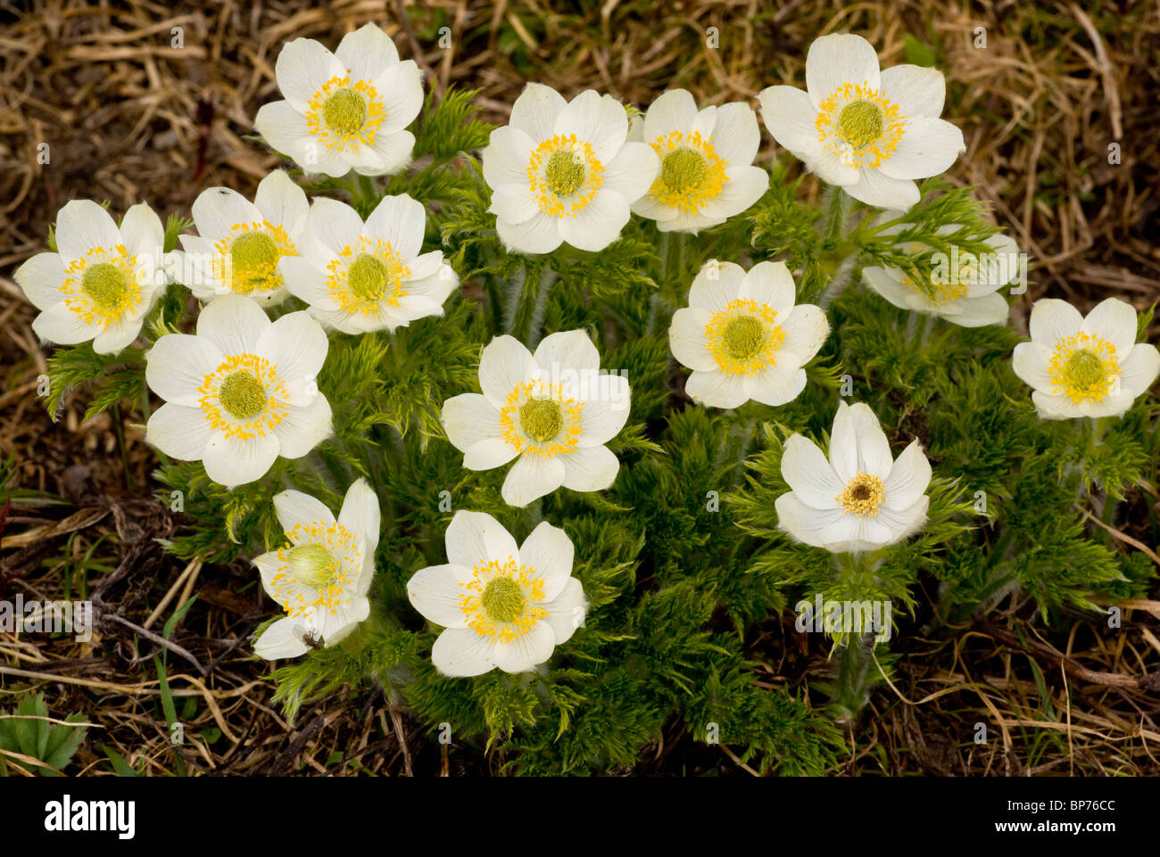 Western Pasque-flower or Western Anemone, Anemone occidentalis ...