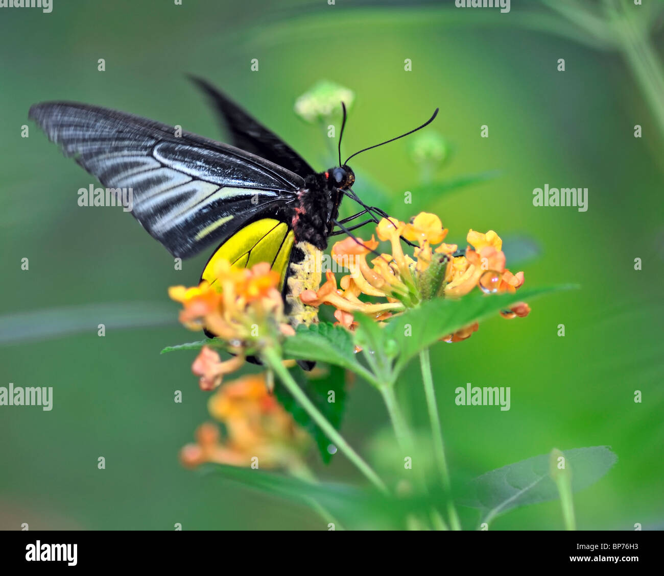 Common Birdwing Butterfly feeding on flowers - Troides Helena Stock ...