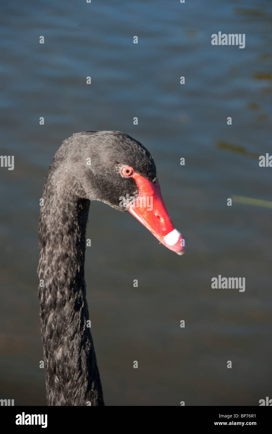 Orange red bill with black tip hi-res stock photography and images - Alamy