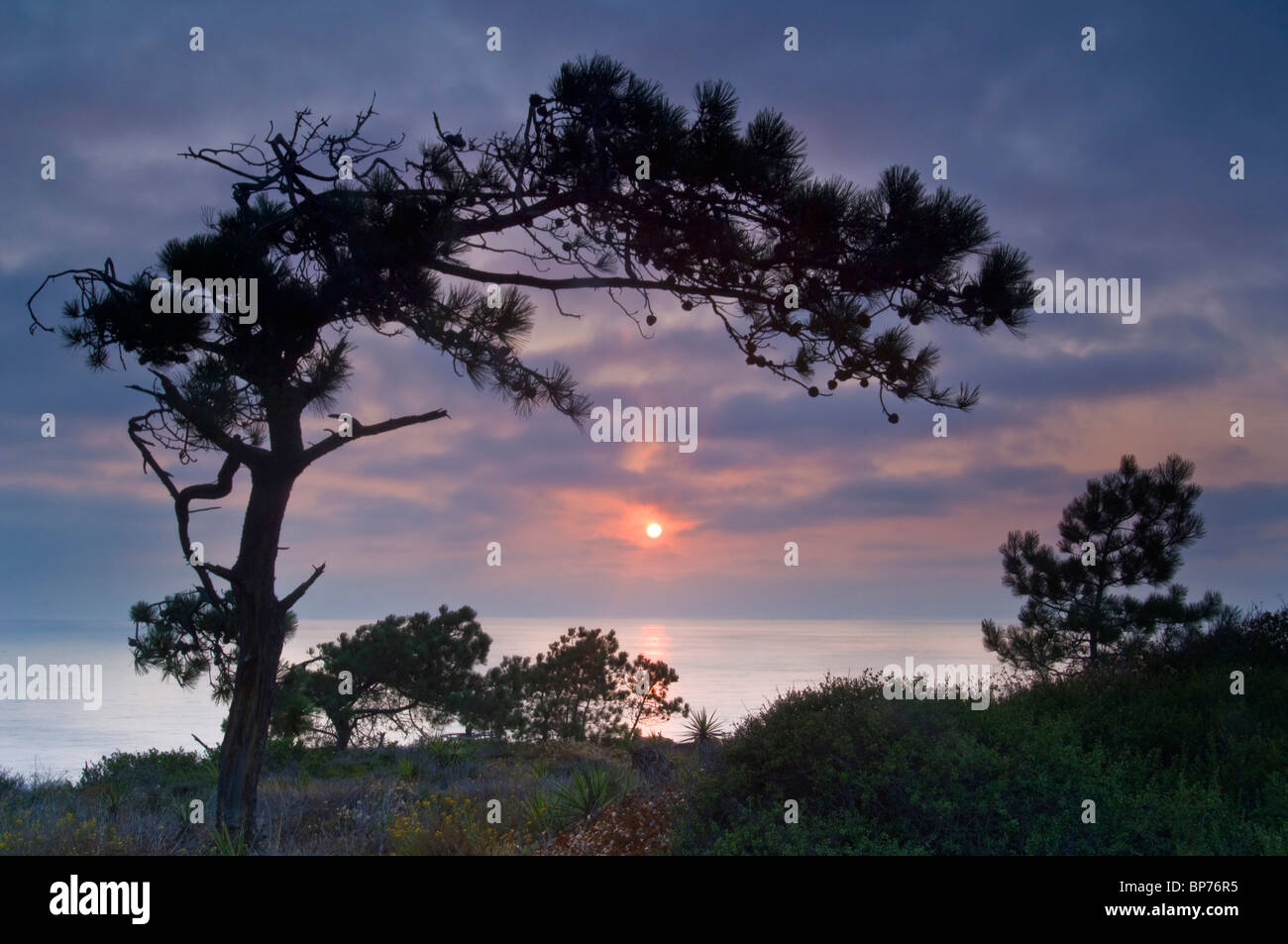 Torrey Pine Tree, Pinus torreyana, and sunset over the ocean at Razor ...
