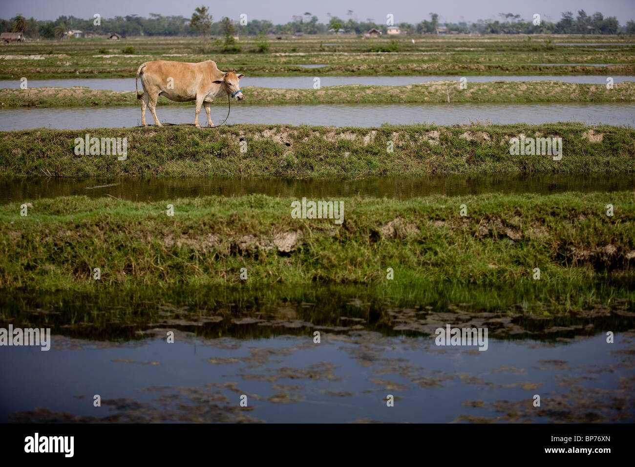 Cow on flooded land, Bangladesh Stock Photo - Alamy