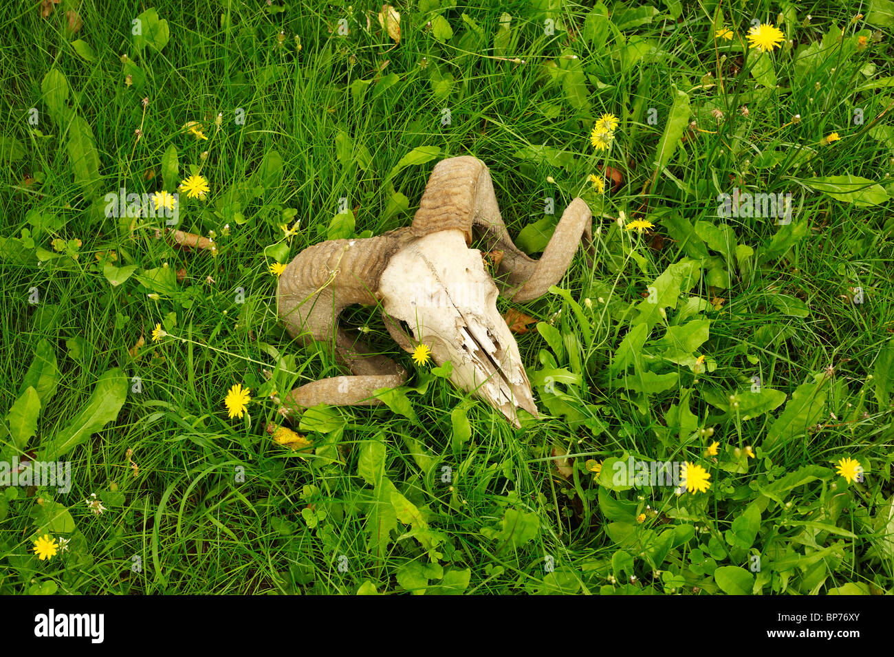 Skeletons of sheep hi-res stock photography and images - Alamy