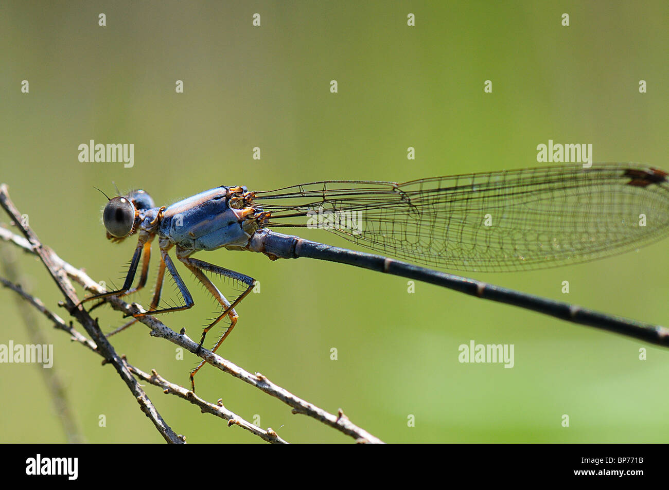 Damselflies zygoptera odonata insect arthropoda hi-res stock photography and images - Alamy