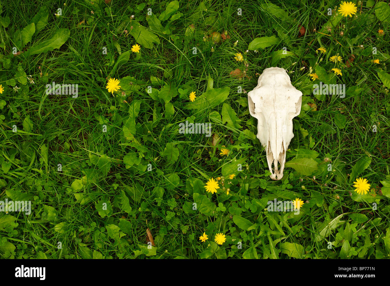 Skull of a Sheep Stock Photo - Alamy