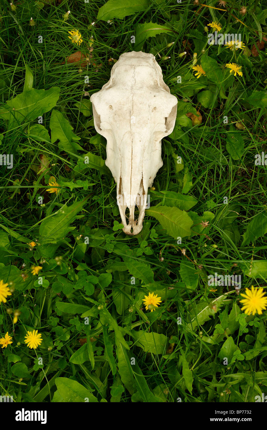 Skull of a Sheep Stock Photo - Alamy