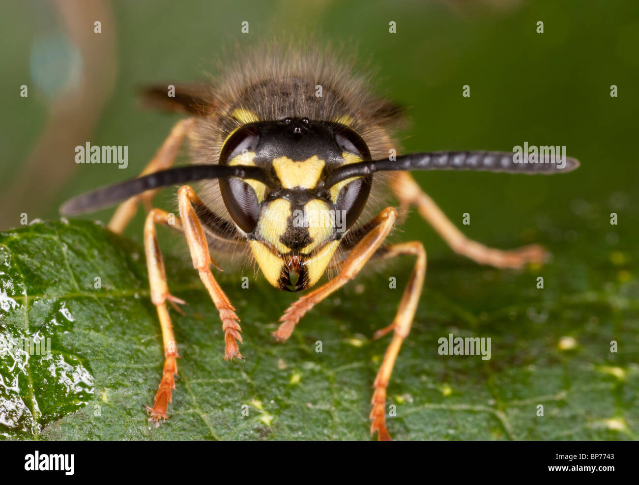 Common Wasp, Vespula vulgaris, head-on close-up, early autumn. Dorset ...