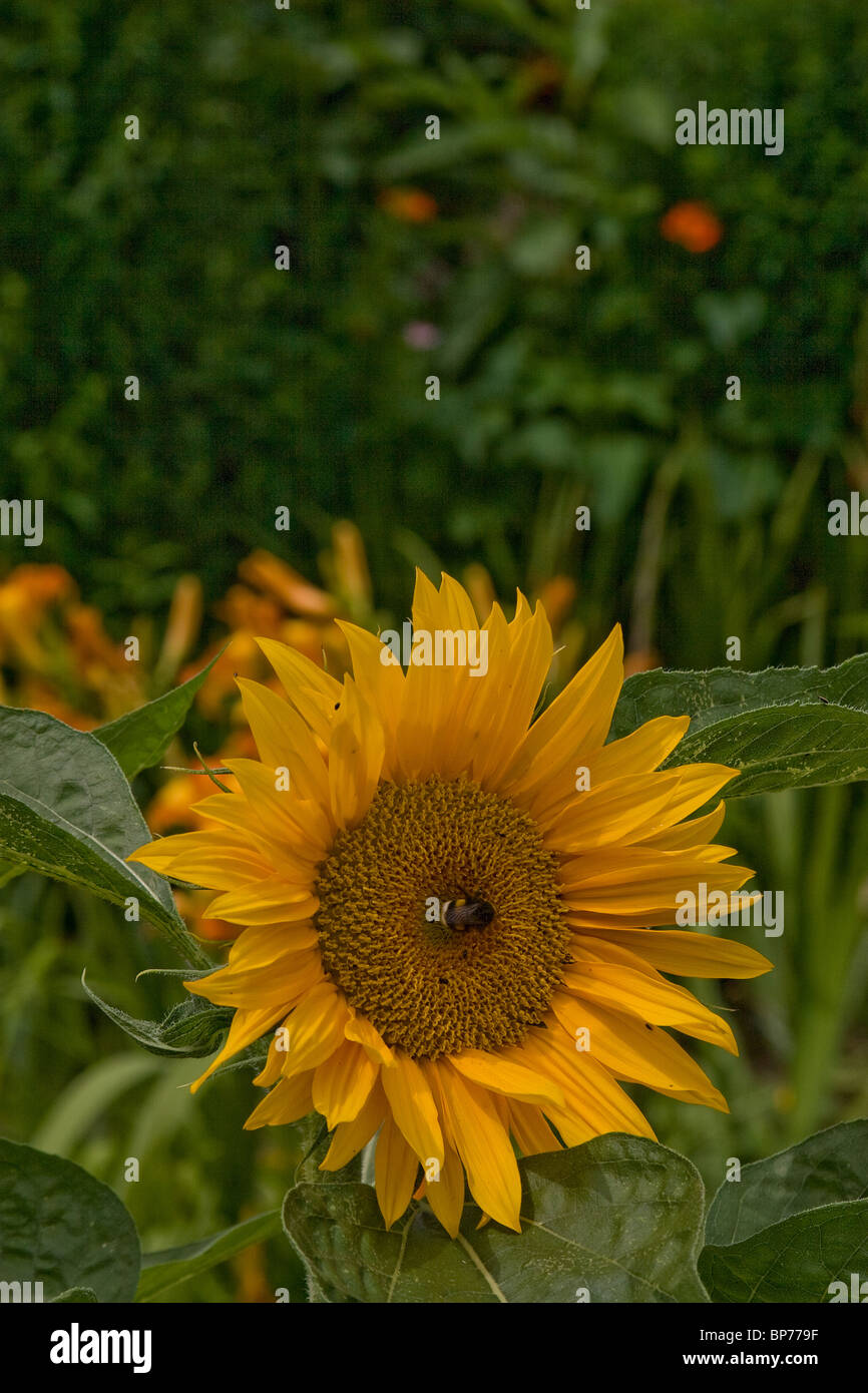 Sun flower and Wasp Stock Photo - Alamy