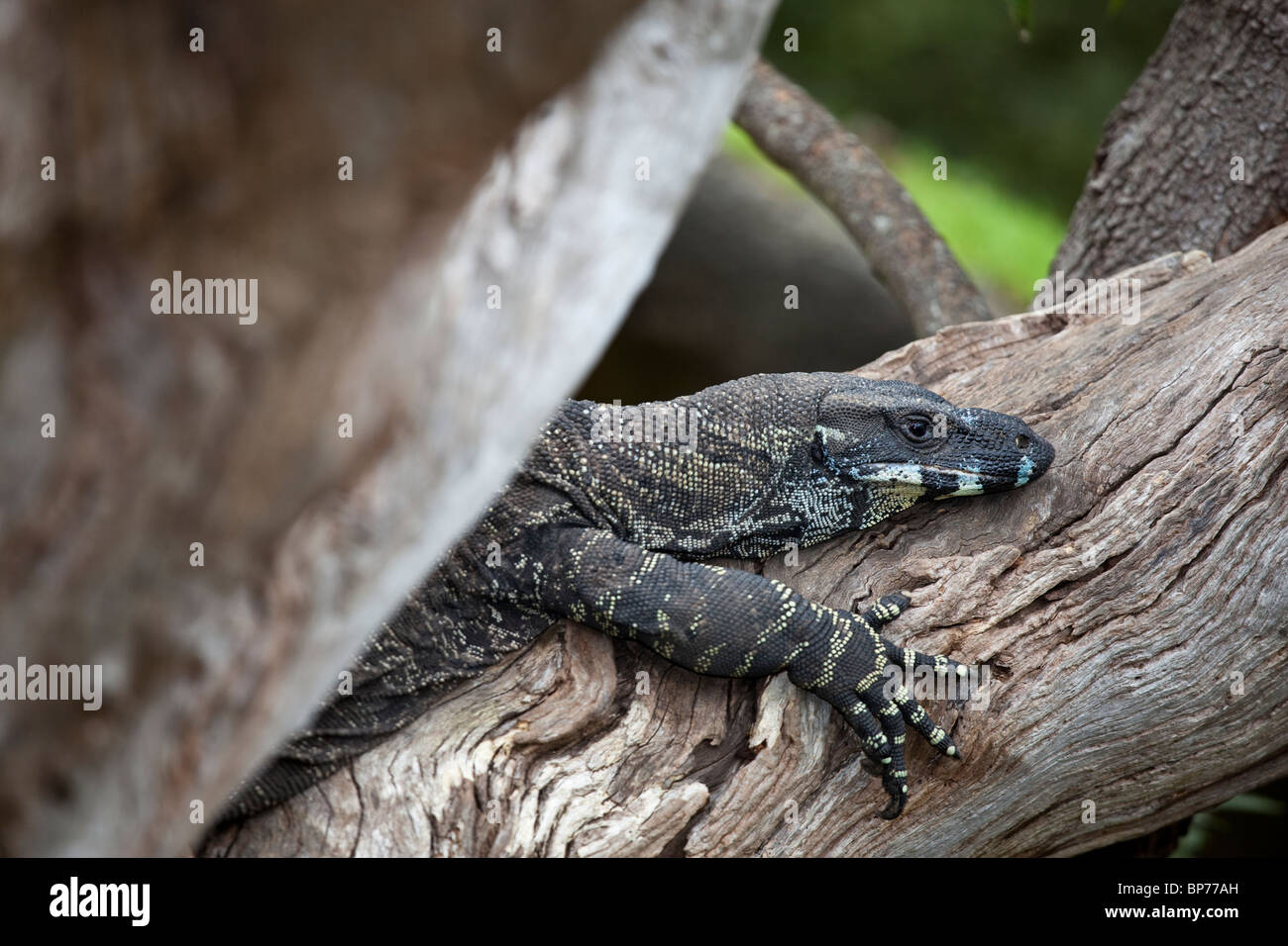 Lace monitor hi-res stock photography and images - Alamy