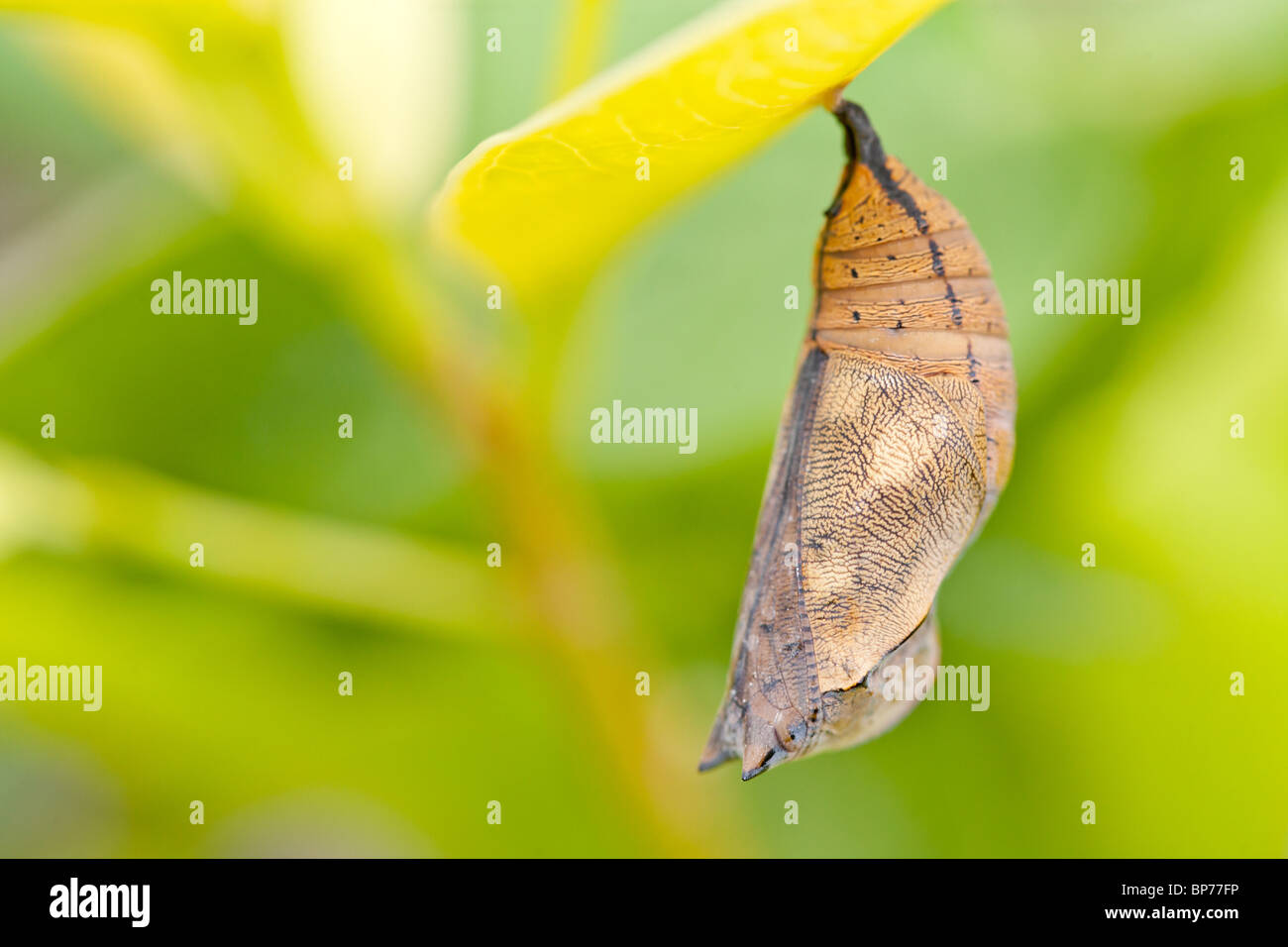 Chrysalis butterfly hi-res stock photography and images - Alamy