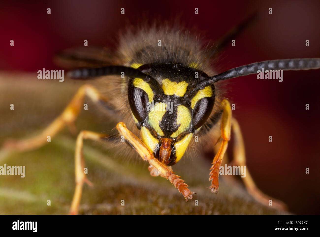 Common Wasp, Vespula vulgaris, head-on close-up, early autumn. Dorset ...