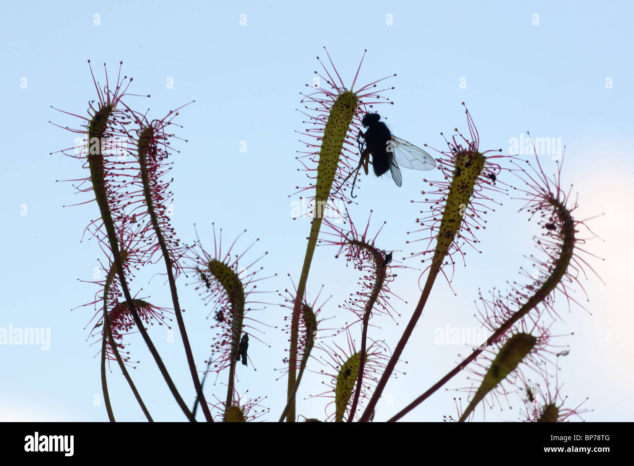 Great Sundew Drosera anglica with captured fly in silhouette against ...