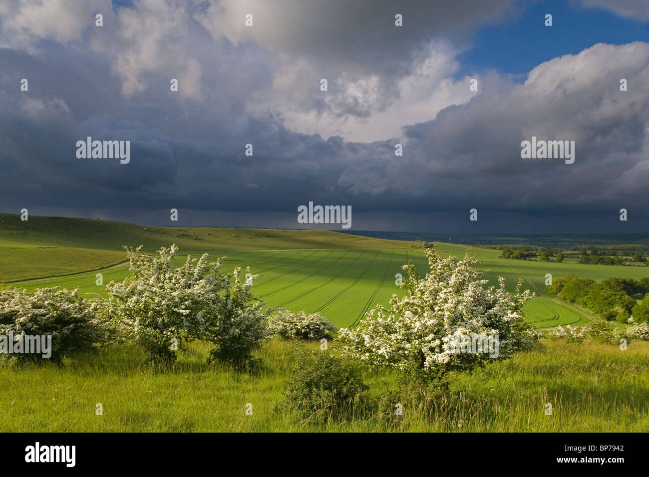 Ivinghoe hills spring hi-res stock photography and images - Alamy