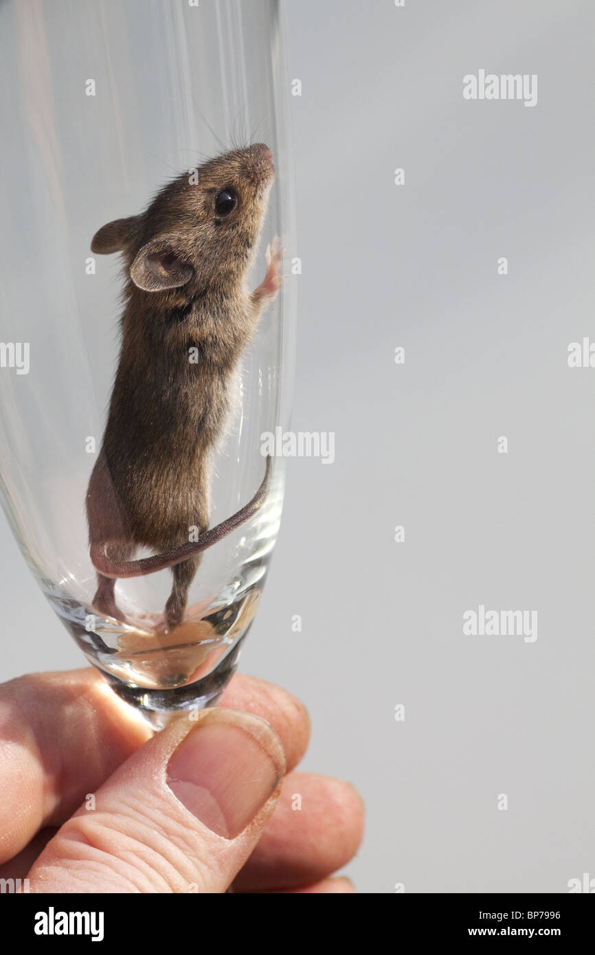 mouse in a glass Stock Photo - Alamy