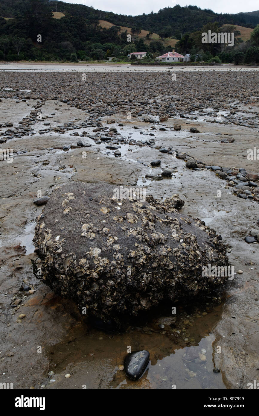 Beach scenes in New Zealand Stock Photo - Alamy