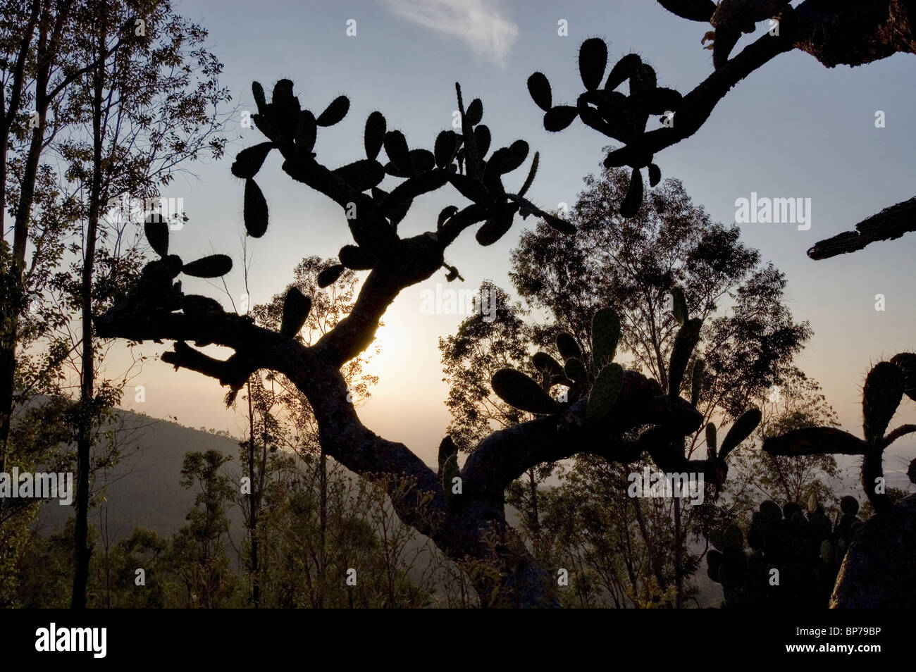 Nopal cactus mexican landscape hi-res stock photography and images - Alamy